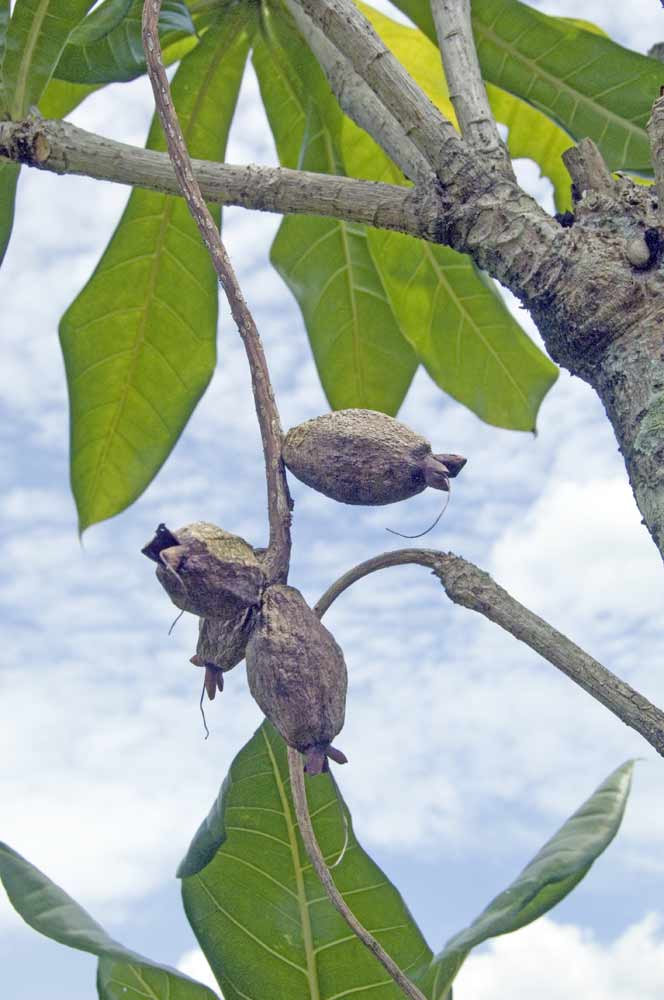 AsiaPhotoStock, barringtonia asiatic