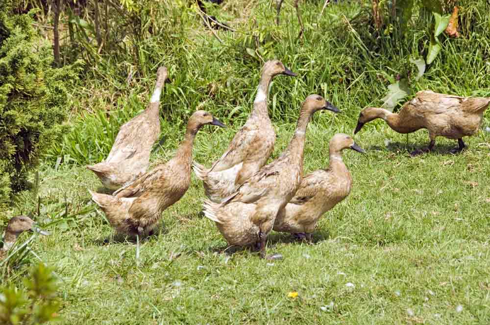 AsiaPhotoStock, itik