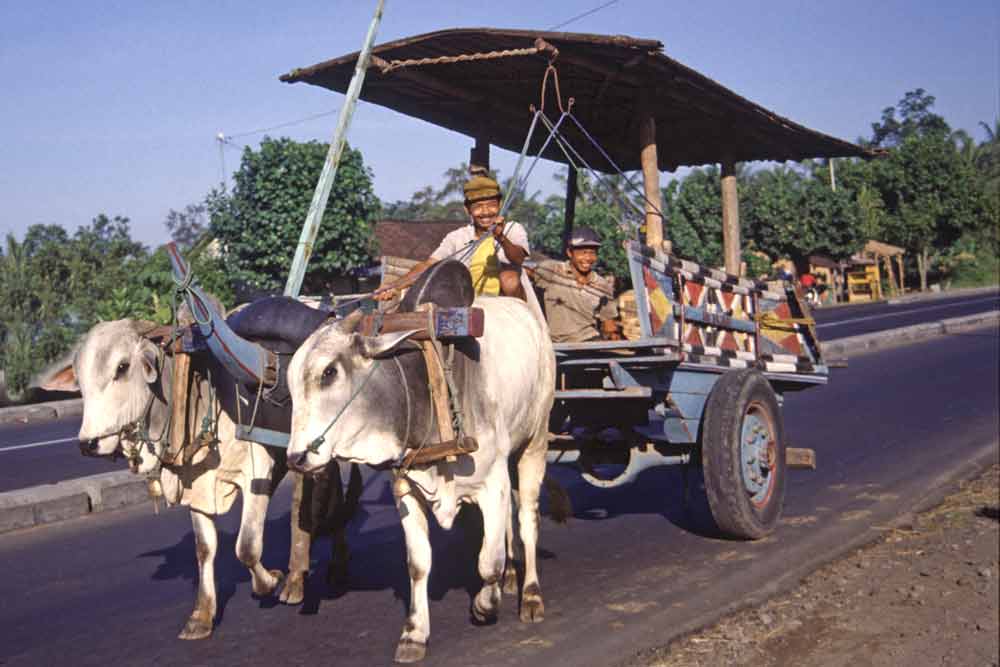 AsiaPhotoStock, bullock cart