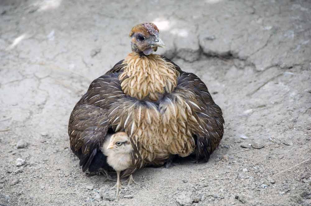 AsiaPhotoStock, chick