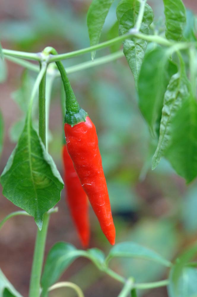 AsiaPhotoStock, chilli