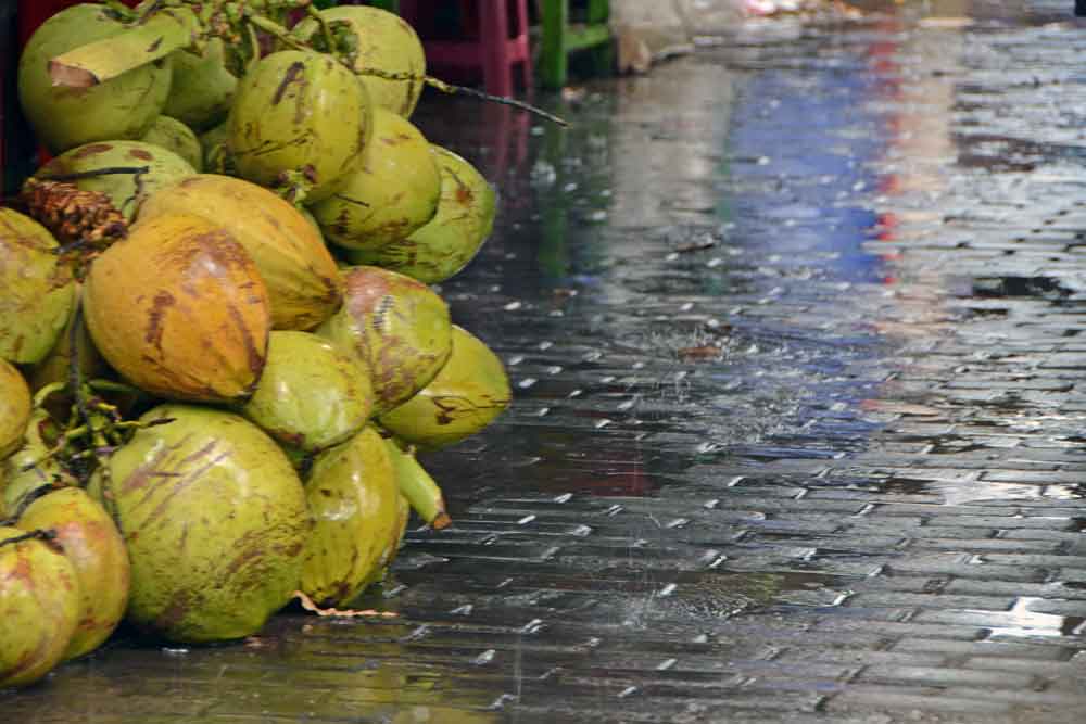 AsiaPhotoStock, coconut rain