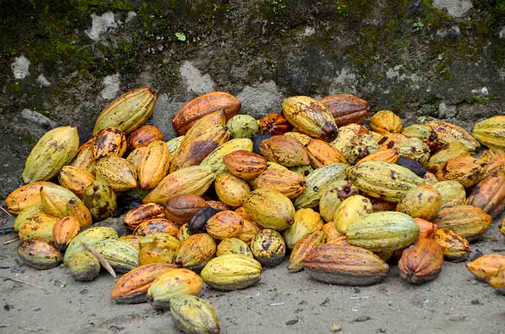 AsiaPhotoStock, cocoa pods