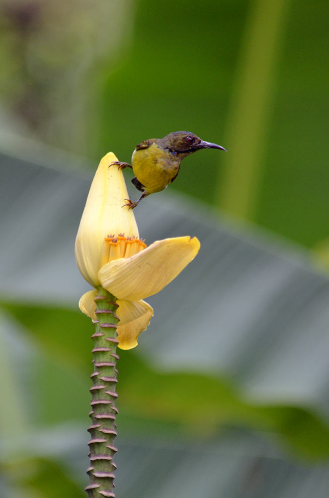 AsiaPhotoStock, female plain sunbird