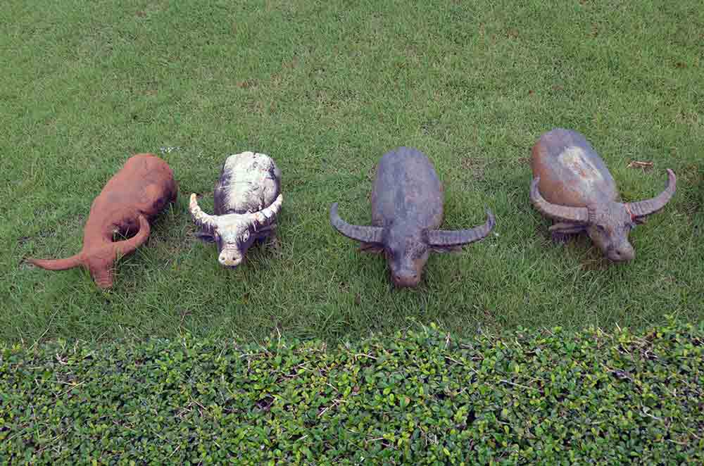 AsiaPhotoStock, mini buffalo