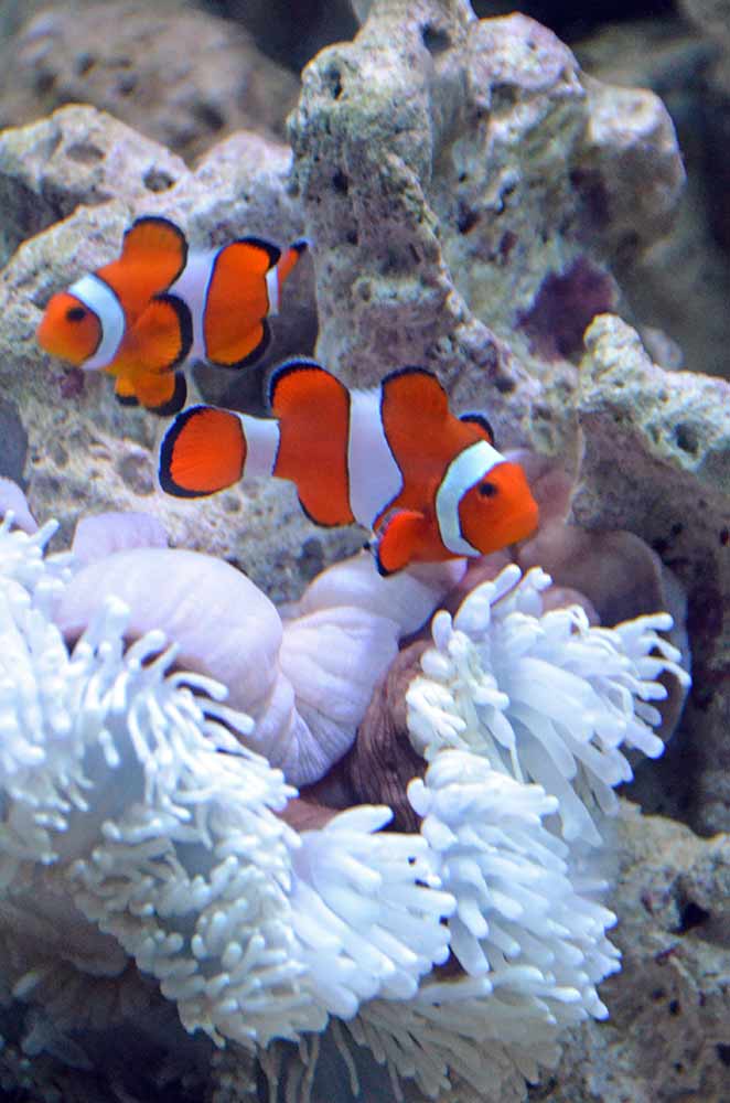 AsiaPhotoStock, nemos