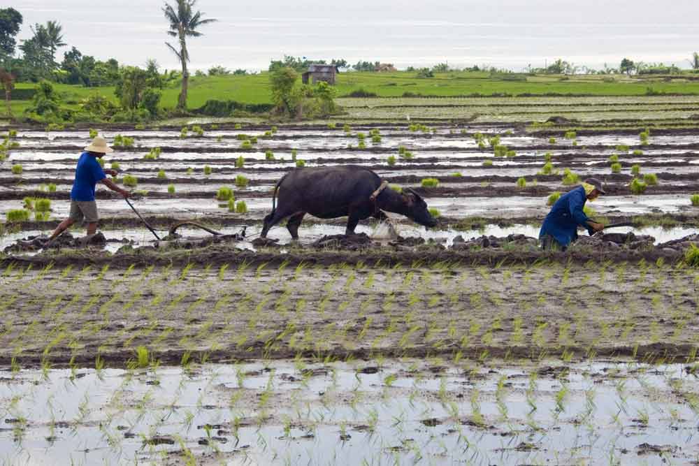 AsiaPhotoStock, carabao ploughs field
