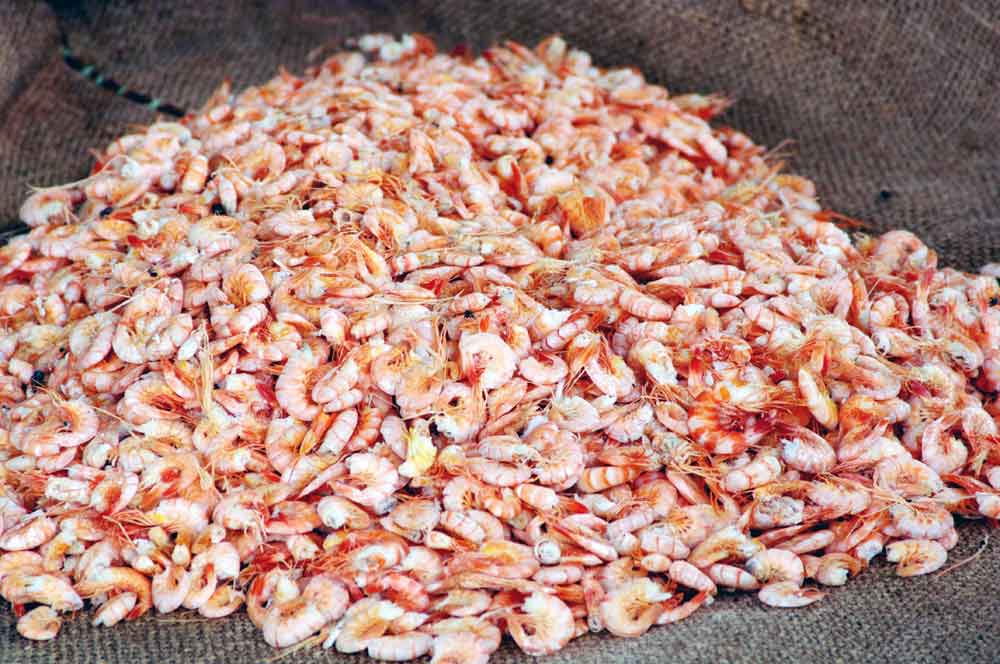 AsiaPhotoStock, prawns