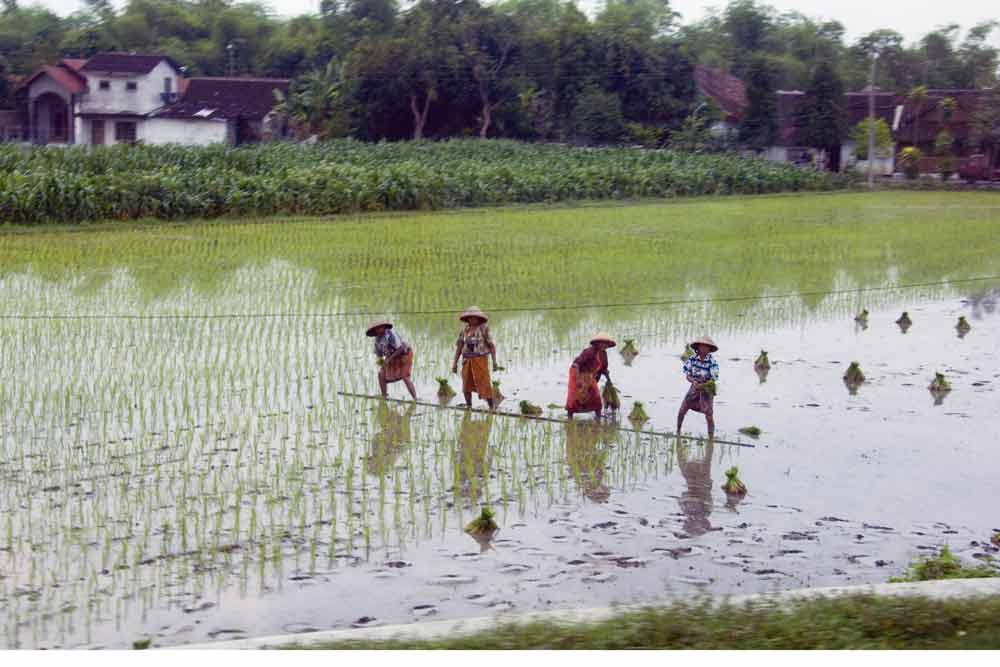 AsiaPhotoStock, rice planting