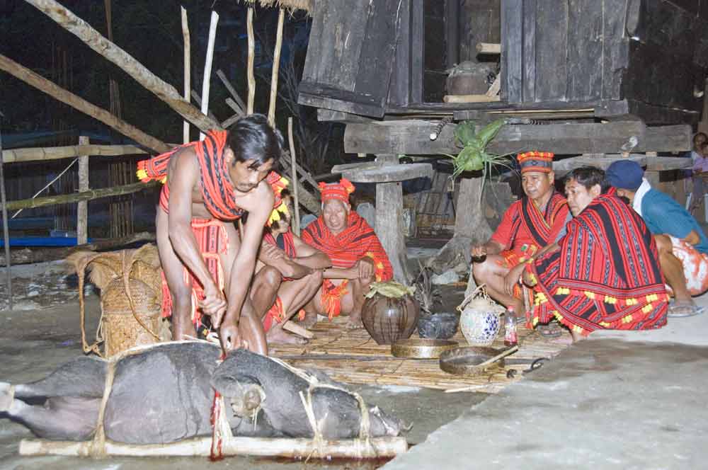 Ritual Sacrificing Pig