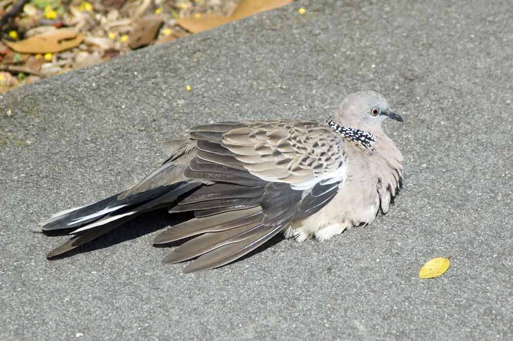 AsiaPhotoStock, spotted dove sitting