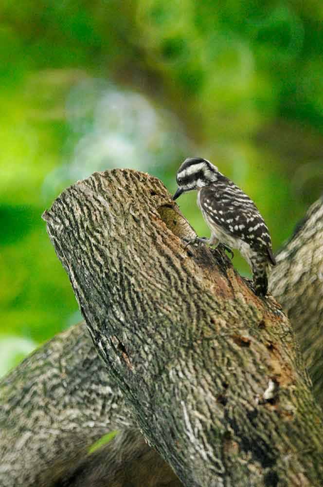 AsiaPhotoStock, sundra