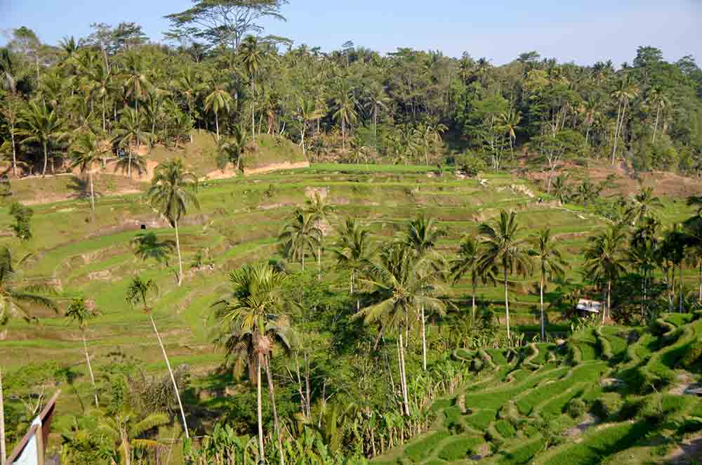 AsiaPhotoStock, terracing rice