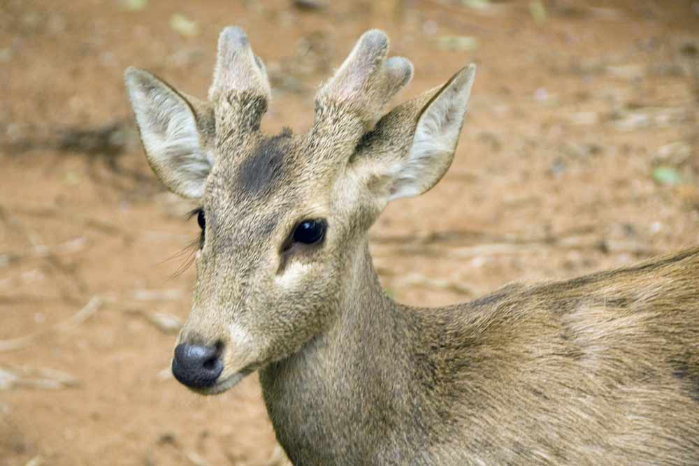 AsiaPhotoStock, thailand deer
