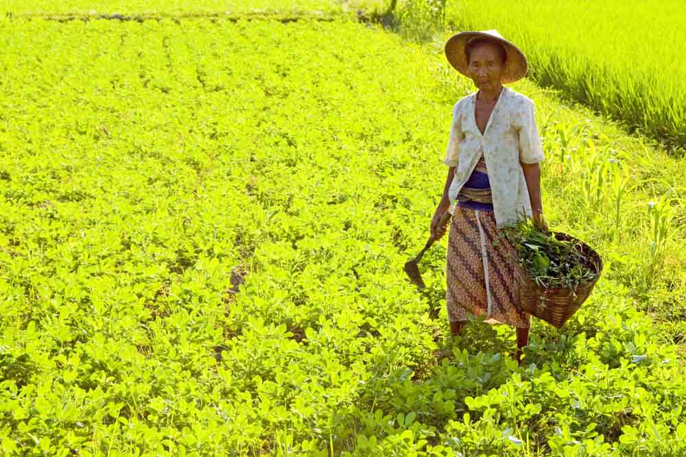 AsiaPhotoStock, vegetable farmer