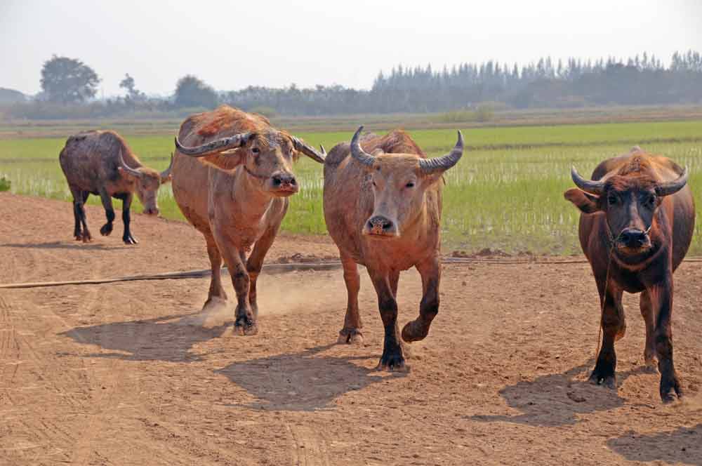 AsiaPhotoStock, working animals