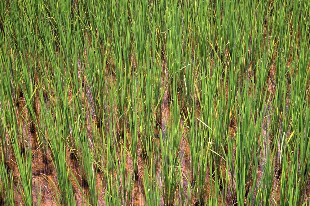 AsiaPhotoStock, young rice